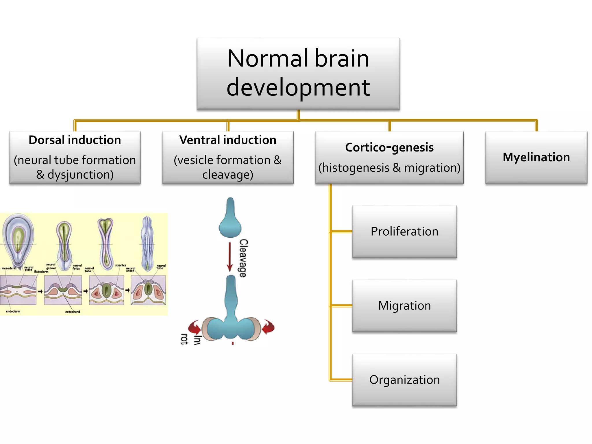Congenital brain anomalies | PDF