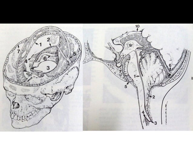 Congenital brain anomalies | PDF | Brain and Nervous System Disorders ...