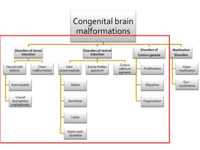 Congenital brain anomalies | PDF | Brain and Nervous System Disorders ...