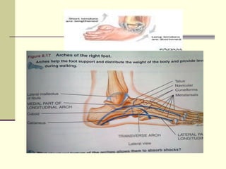 a brief explaination about congenital club foot.ppt