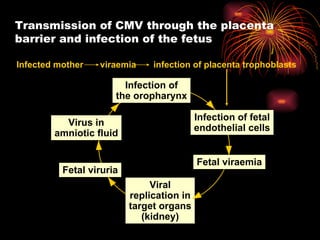 Congenital cmv infection | PPT