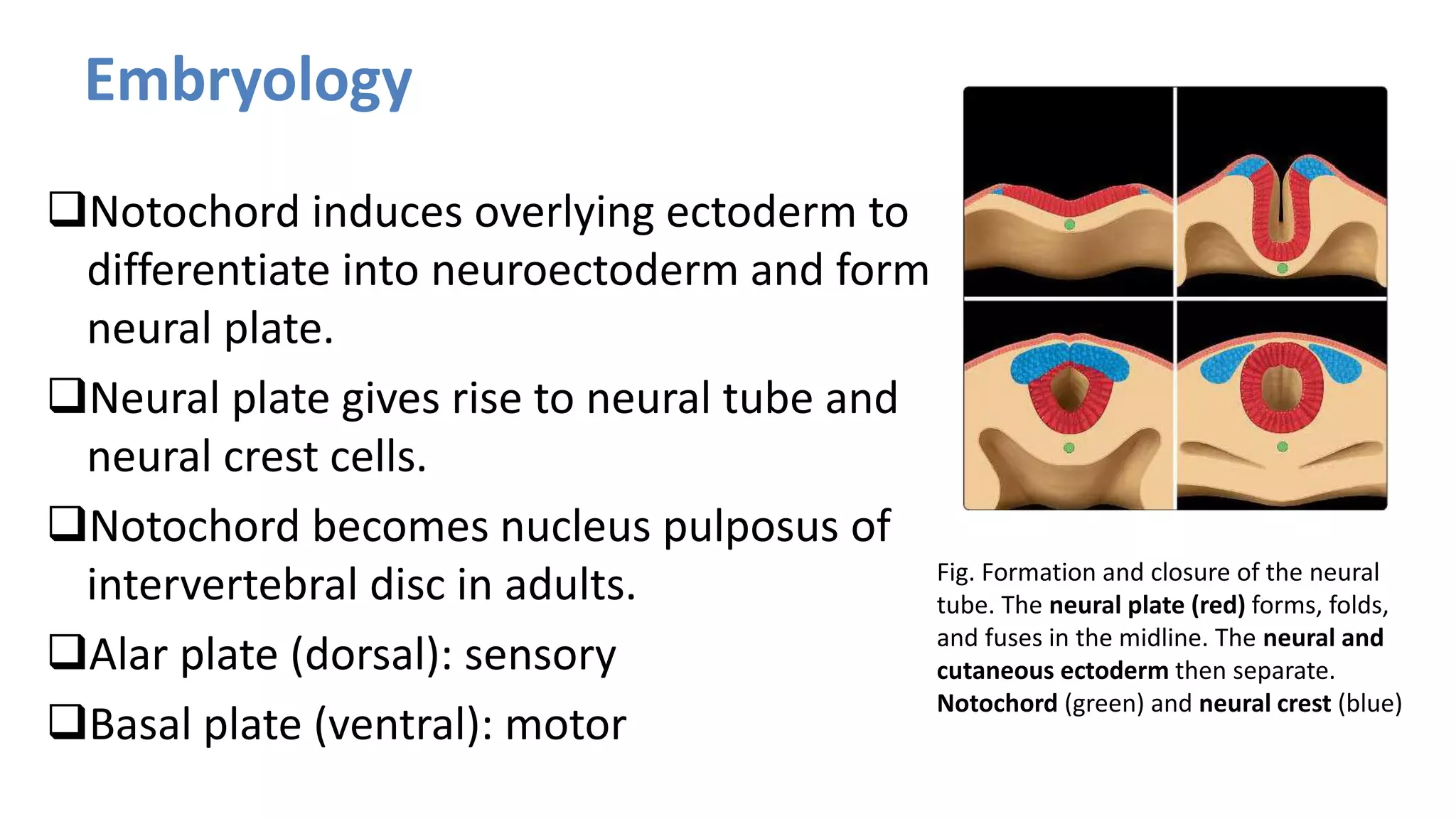 Congenital CNS lesions | PPTX