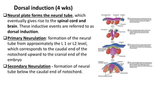 Congenital CNS lesions | PPTX
