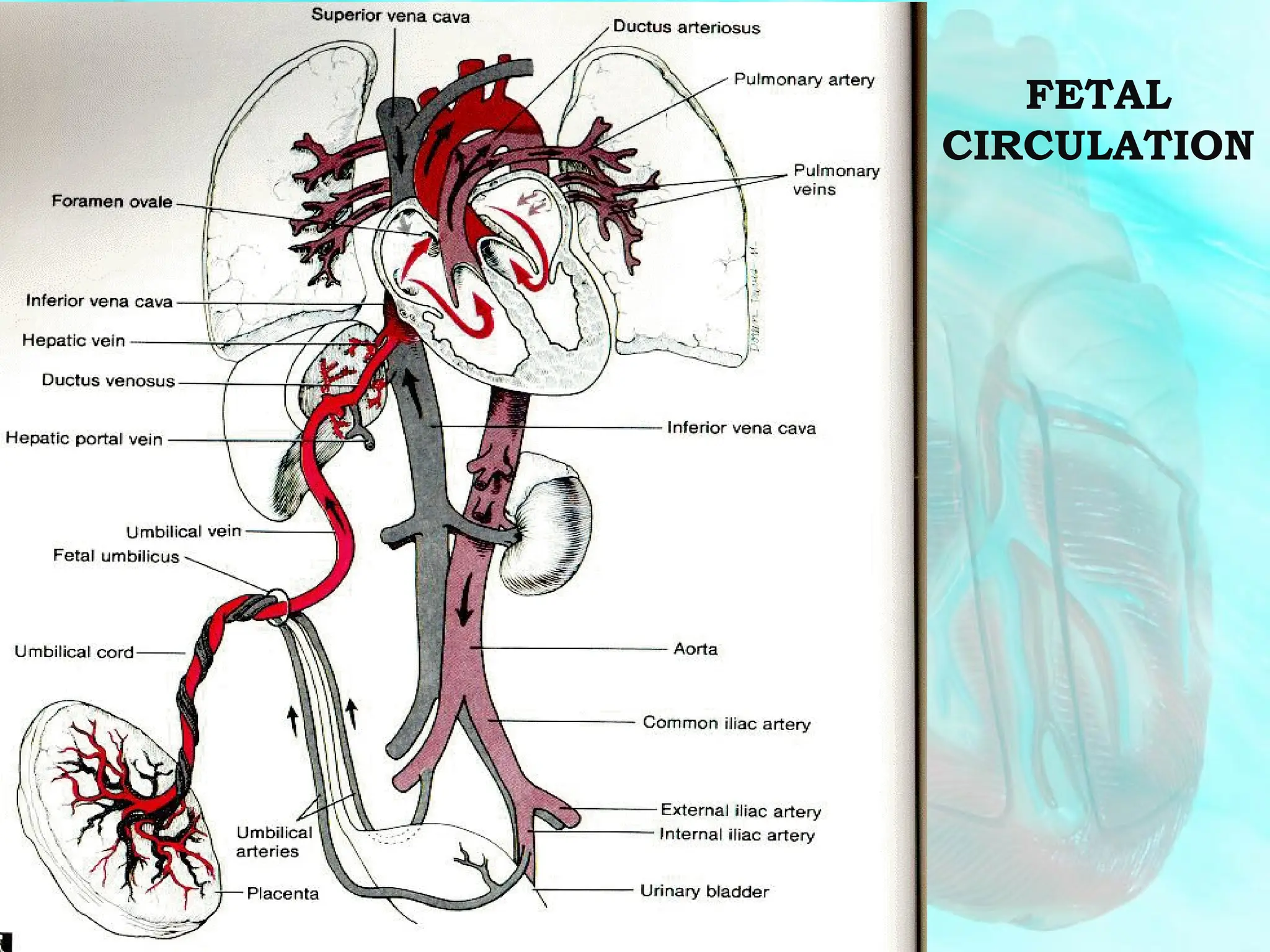 Congenital Diseases of the Heart in Children.pptx