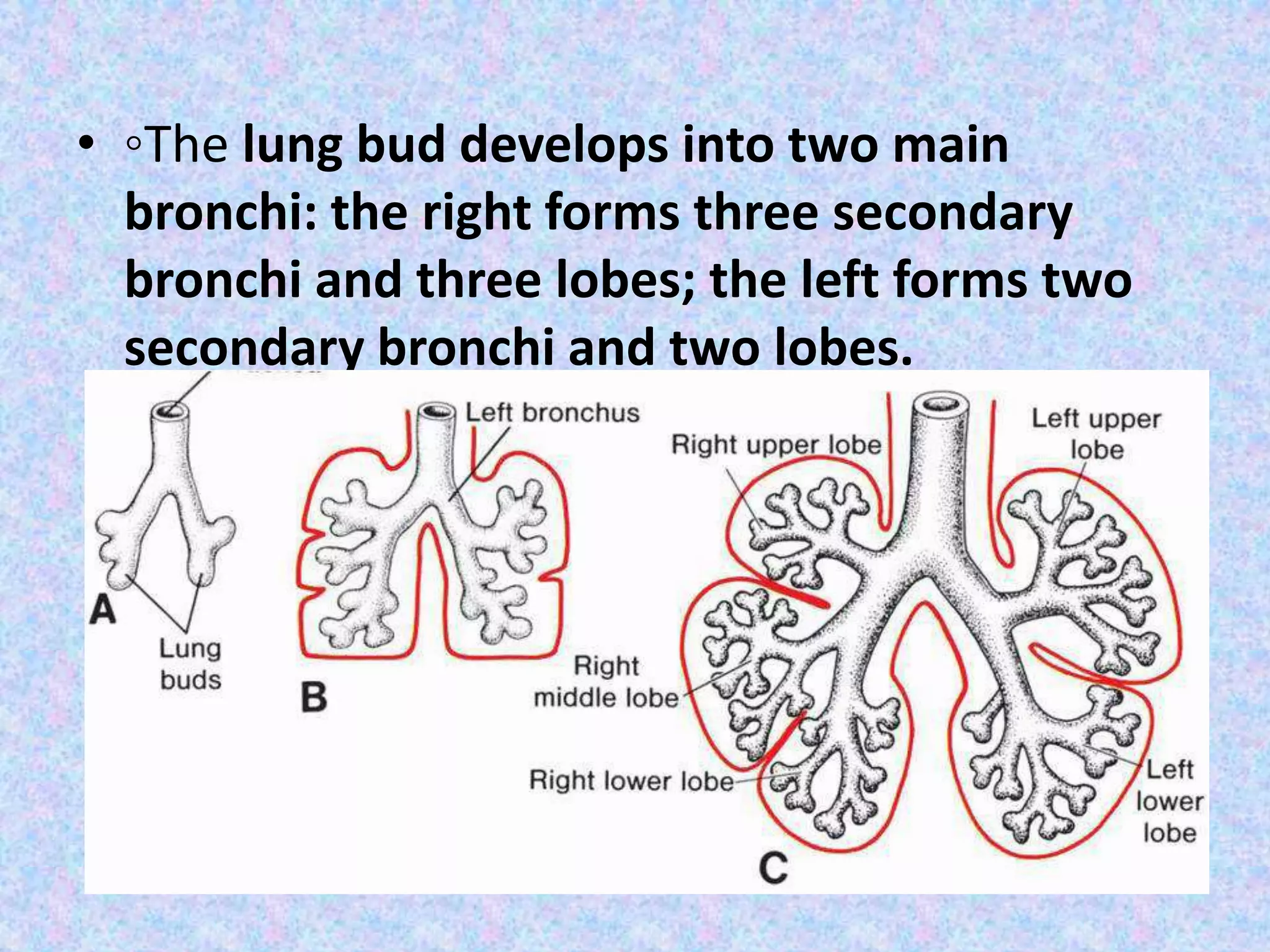 Congenital Disorder of lung | PPTX