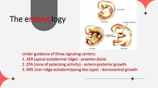 congenital hand anomalies sa3d.pptx | Infertility | Reproductive Health