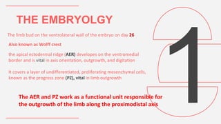 congenital hand anomalies sa3d.pptx | Infertility | Reproductive Health