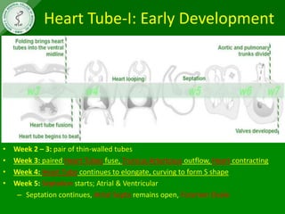 Congenital heartdiseasekazucardioembryology | PPTX | Heart and ...