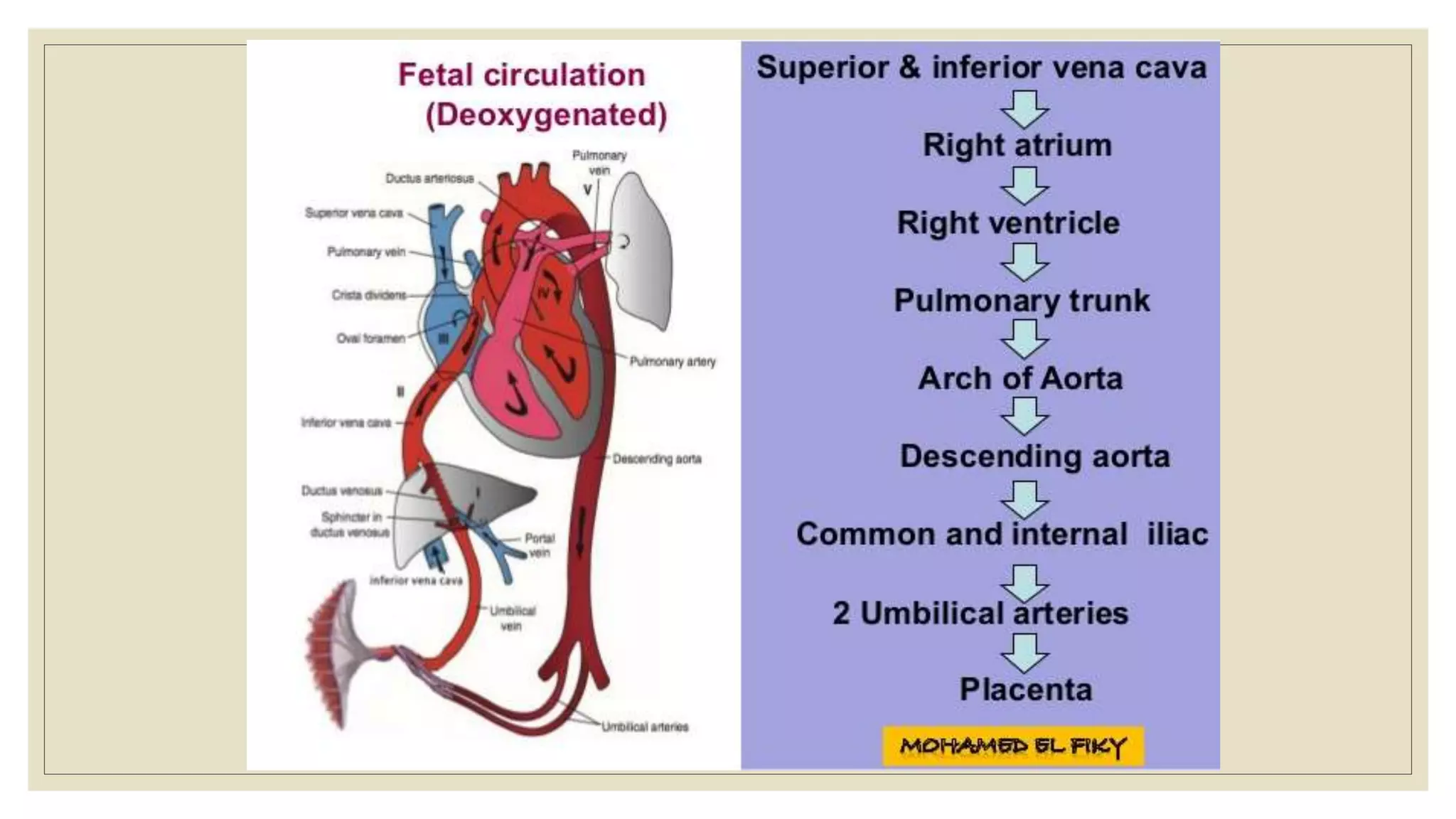 Congenital heart diseases | PPT