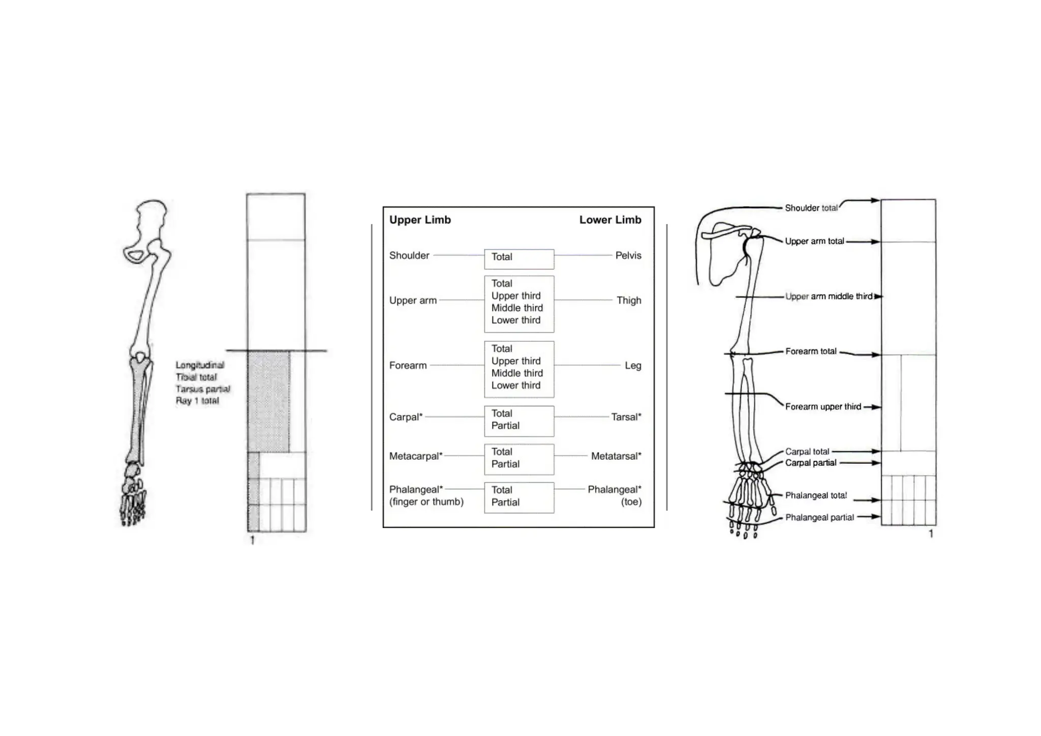 Congenital Limb deficiencies. Physiotherapy for pediatrics.pdf | Death ...