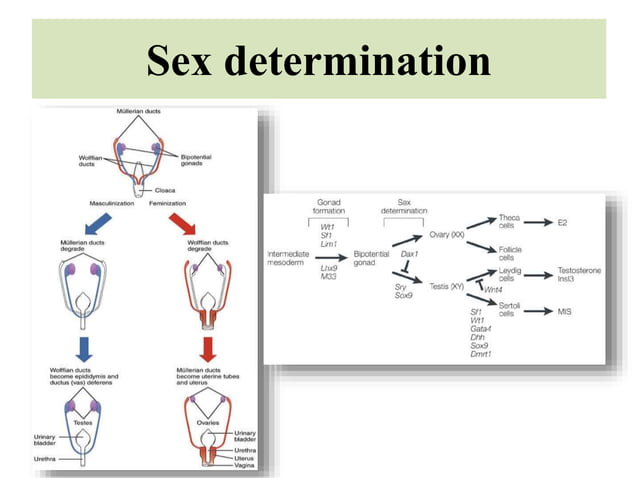 Congenital malformations of genital organs | PPTX