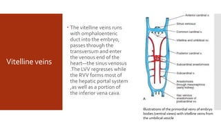 Congenital malformation the the heart | PPTX