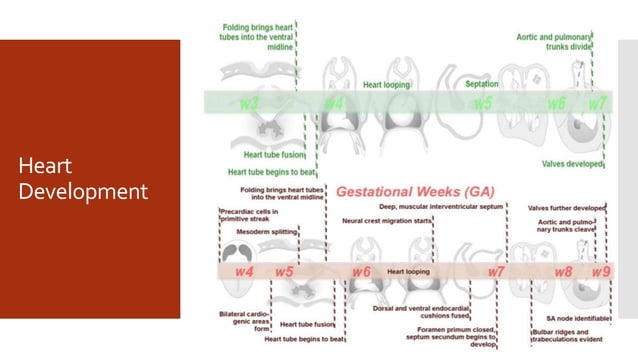Congenital malformation the the heart | PPTX | Heart and Cardiovascular ...