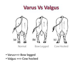Congenital musculoskeletal diseases of domestic animals | PPT