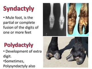 Congenital musculoskeletal diseases of domestic animals | PPT