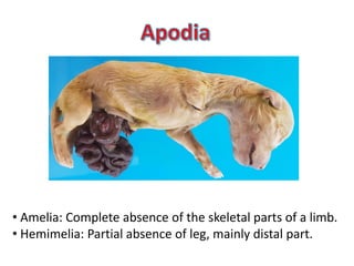 Congenital musculoskeletal diseases of domestic animals | PPT