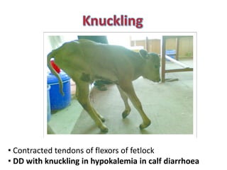 Congenital musculoskeletal diseases of domestic animals | PPT
