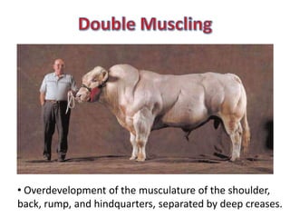 Congenital musculoskeletal diseases of domestic animals | PPT