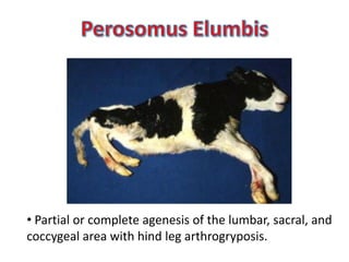 Congenital musculoskeletal diseases of domestic animals | PPT