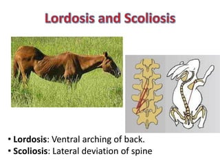Congenital musculoskeletal diseases of domestic animals | PDF