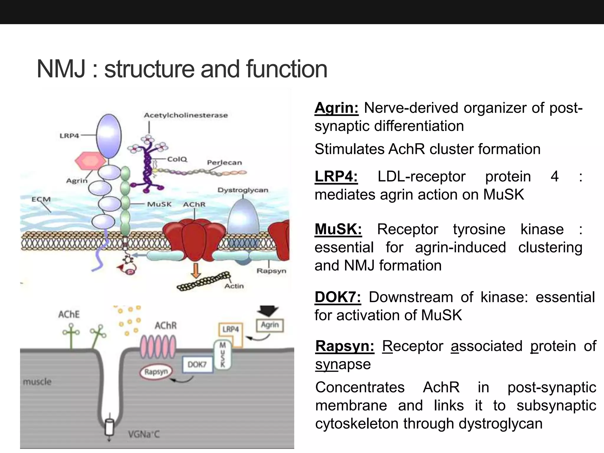 Congenital myasthenic syndromes_24th jan'20.pptx
