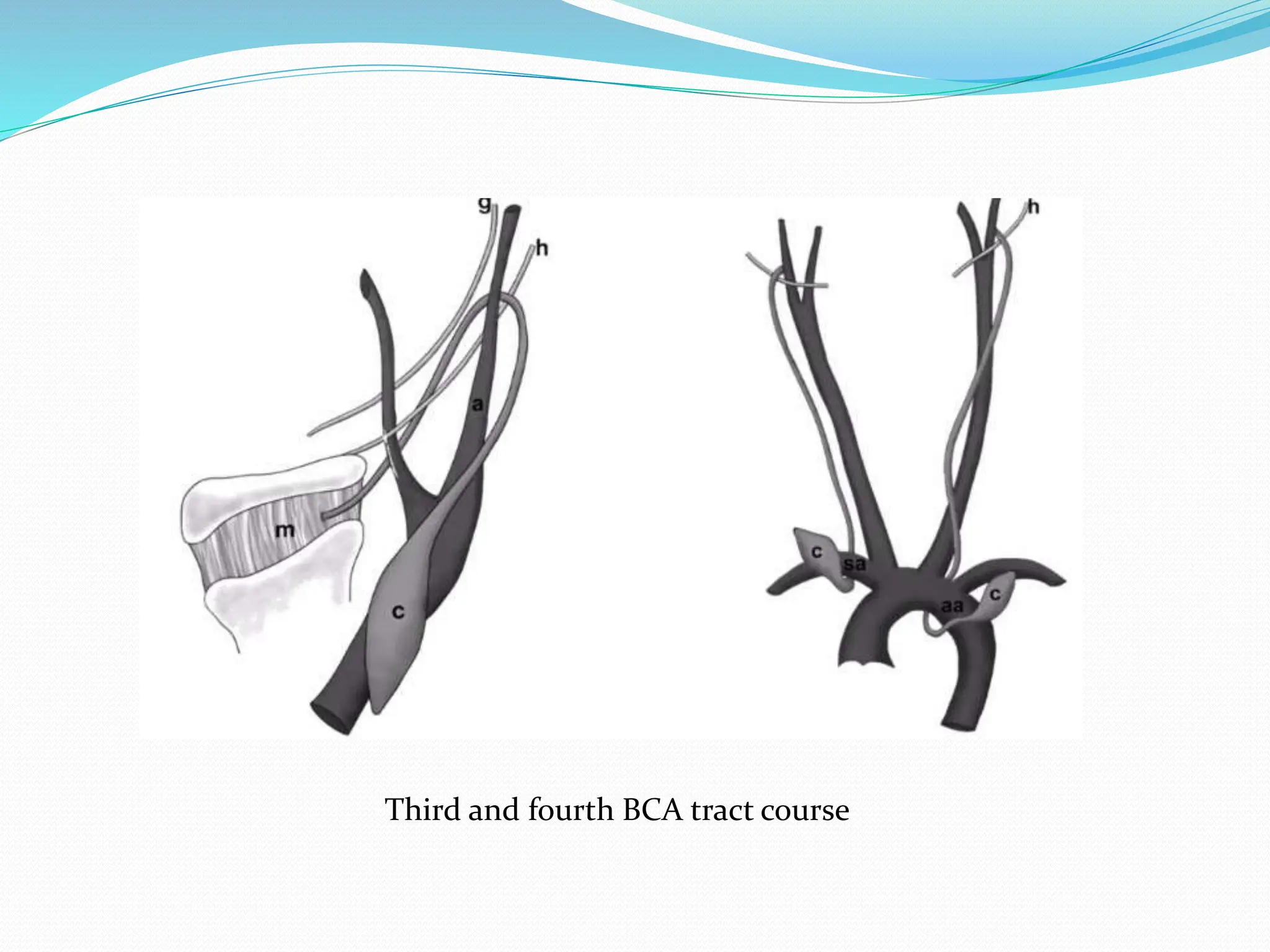 Congenital Sinuses of The Neck and its Etiology | PPTX