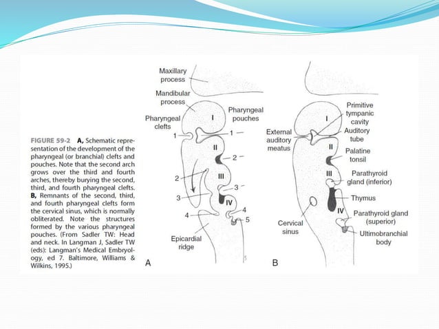 Congenital Sinuses of The Neck and its Etiology | PPTX | Ear, Nose and ...