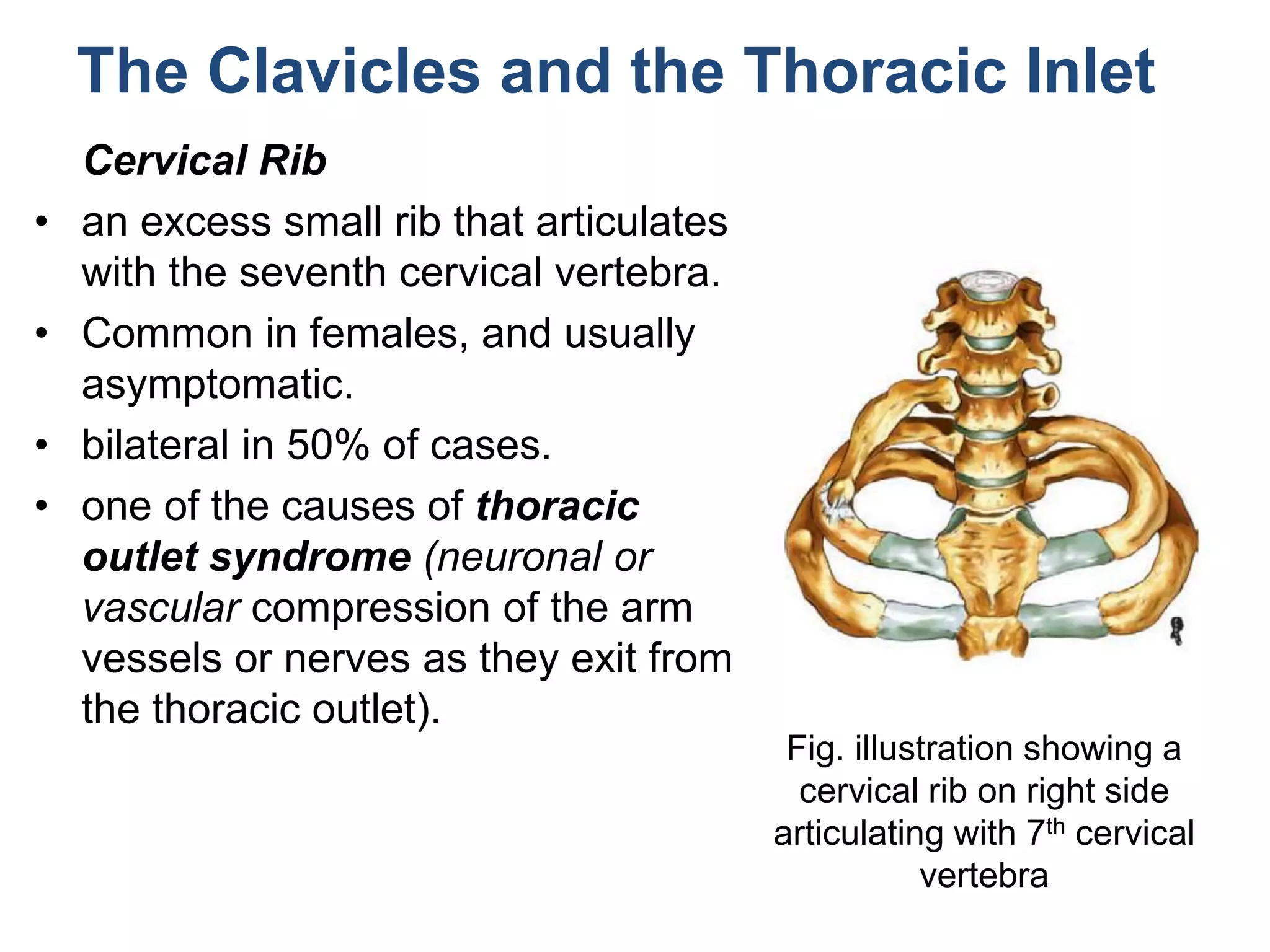 Congenital skeletal anomalies | PPTX