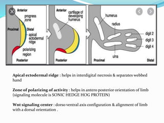Congenital skeletal limb deficiences | PPTX