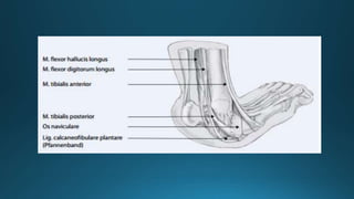 Congenital vertical talus | PPTX