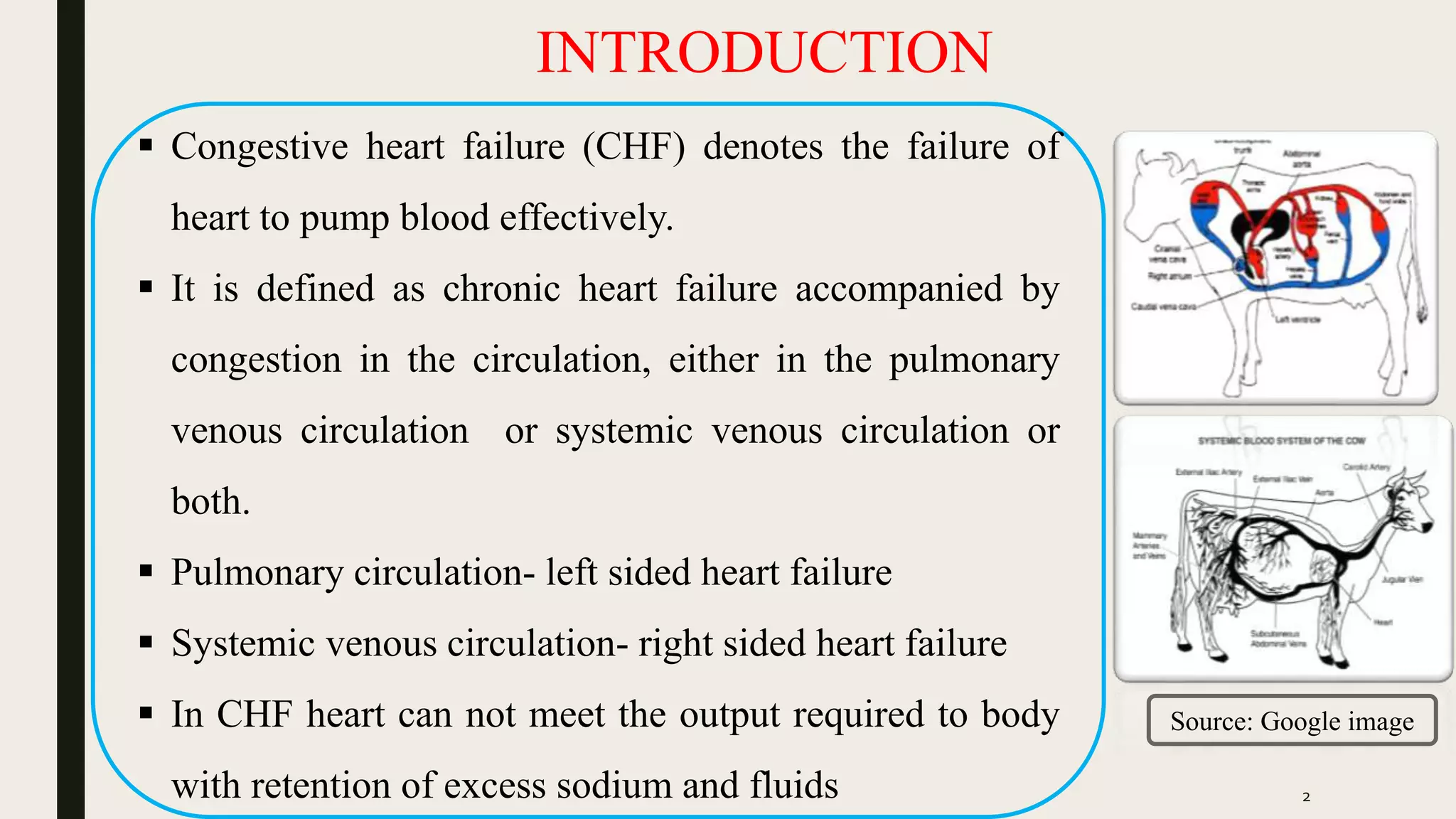 Congestive heart failure in cattle.pptx