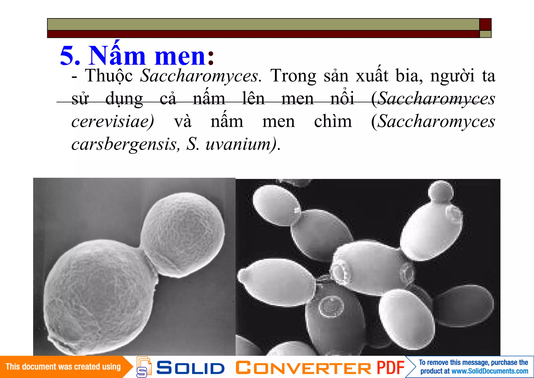 Công nghệ lên men bia | PDF