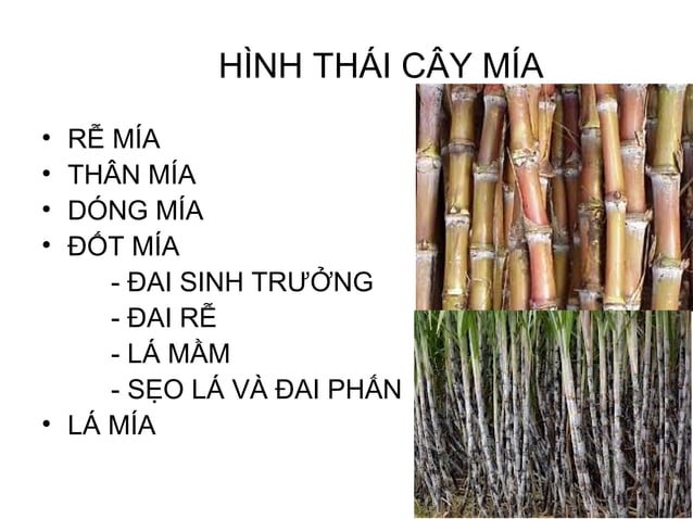 Toàn Phát - Cong nghe san xuat duong banh keo | PPT