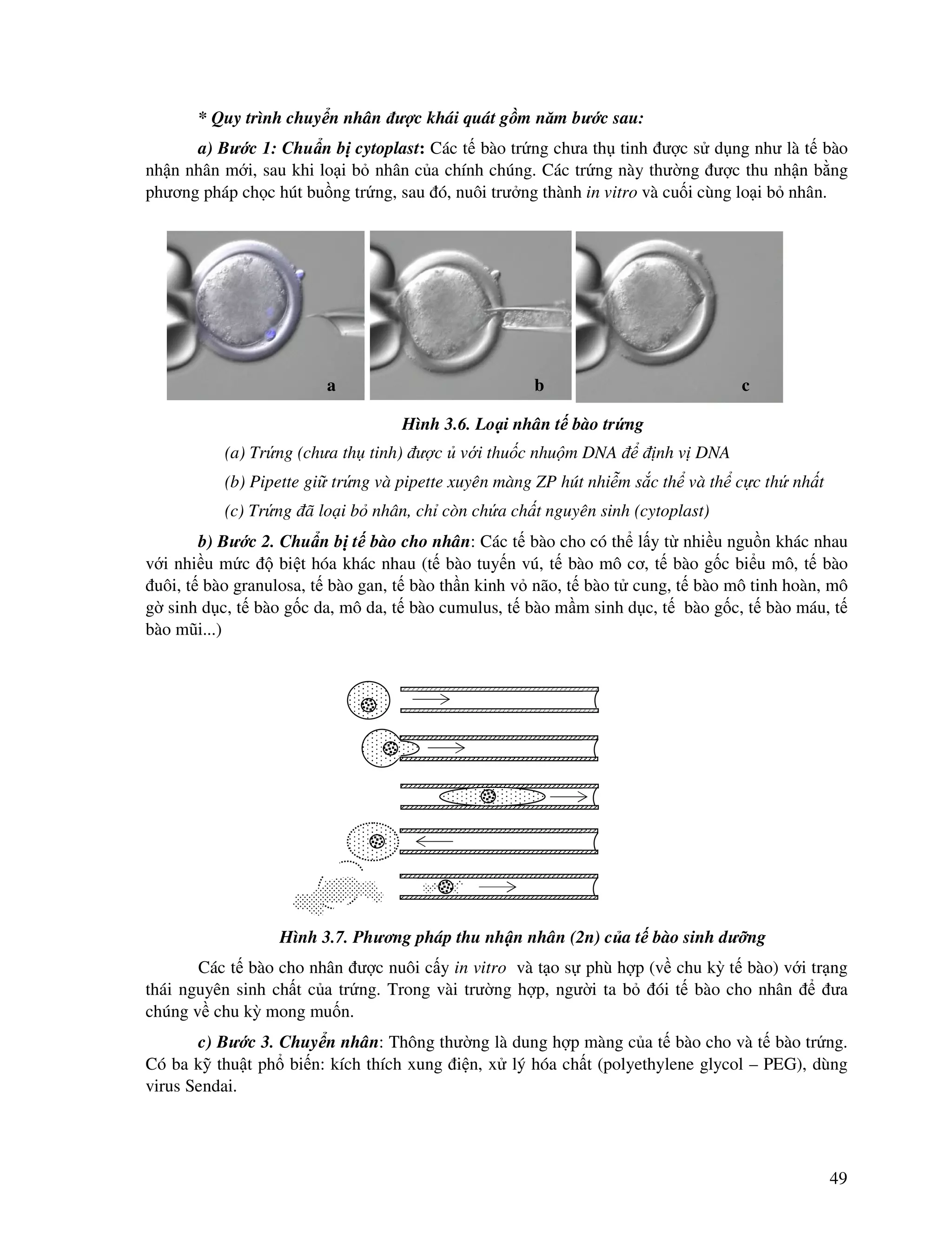Giáo trình công nghệ sinh học động vật | PDF