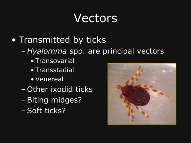 congo fever ppt shweta.pptx