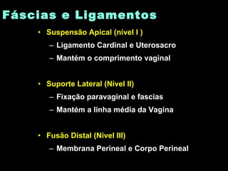 Anatomia Funcional do Assoalho Pélvico | PPT