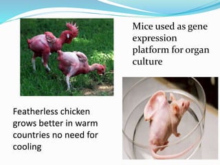 basic concept of genetic enegineering | PPTX