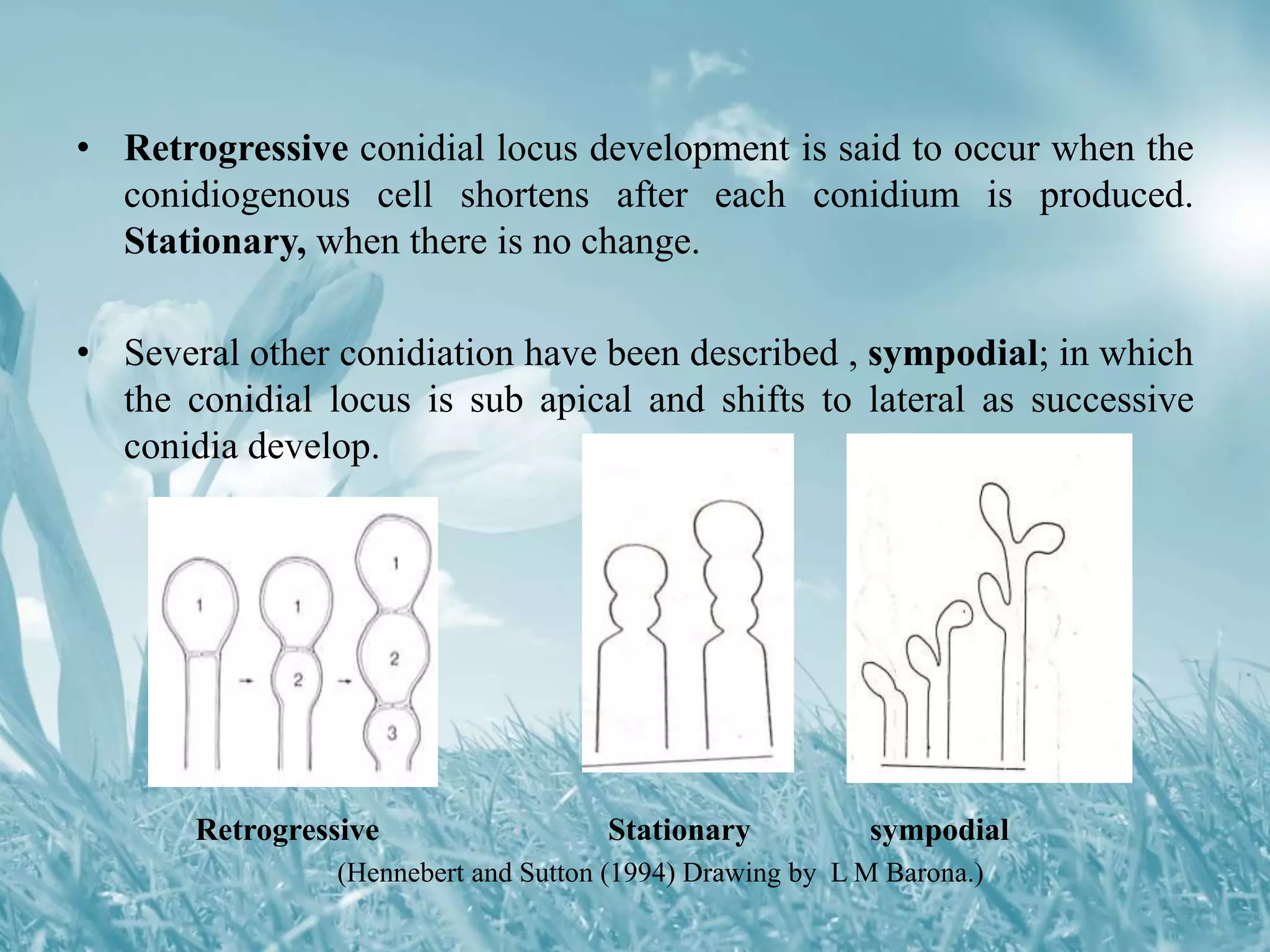 Conidial ontogeny | PPTX