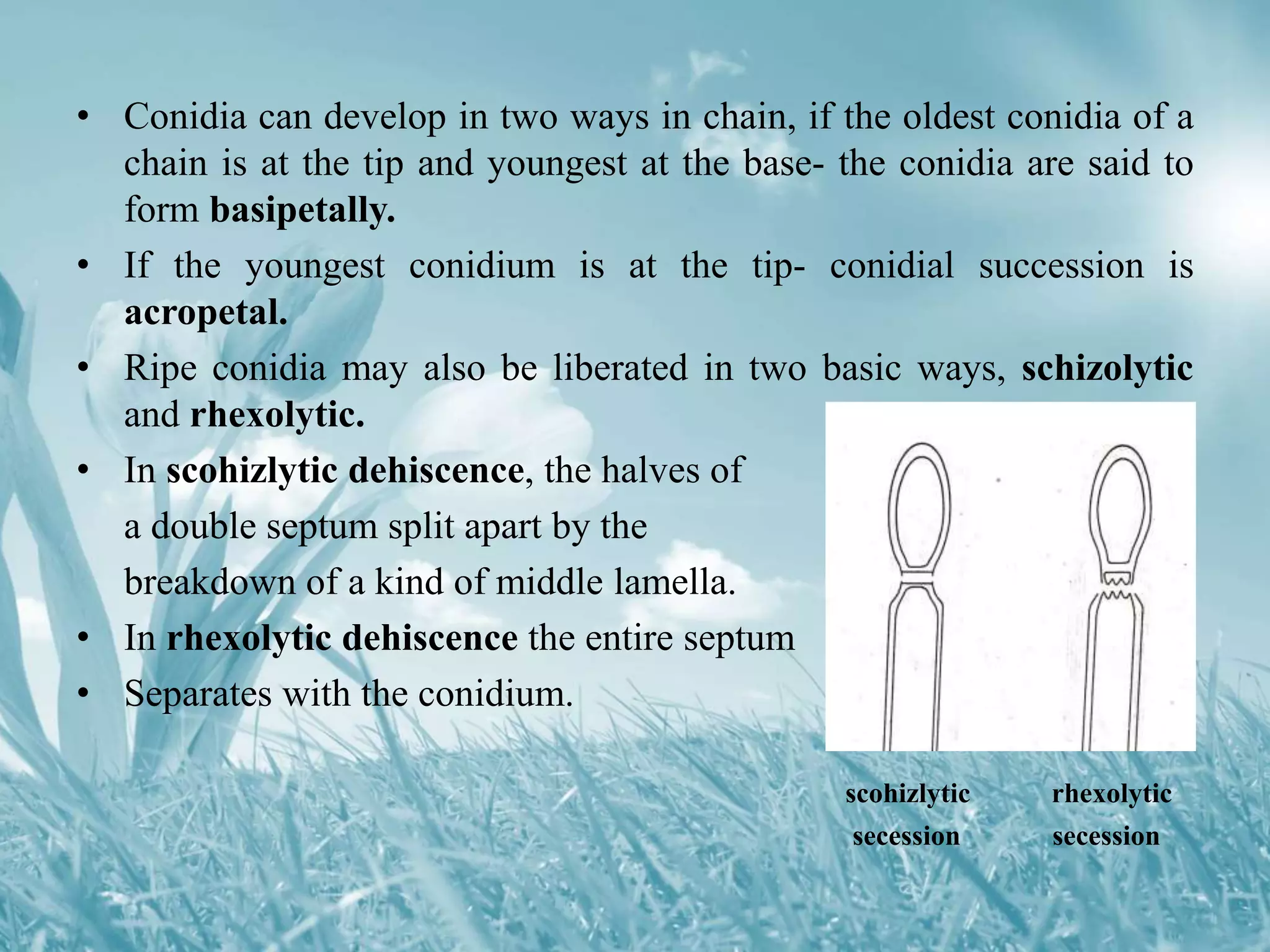 Conidial ontogeny | PPTX