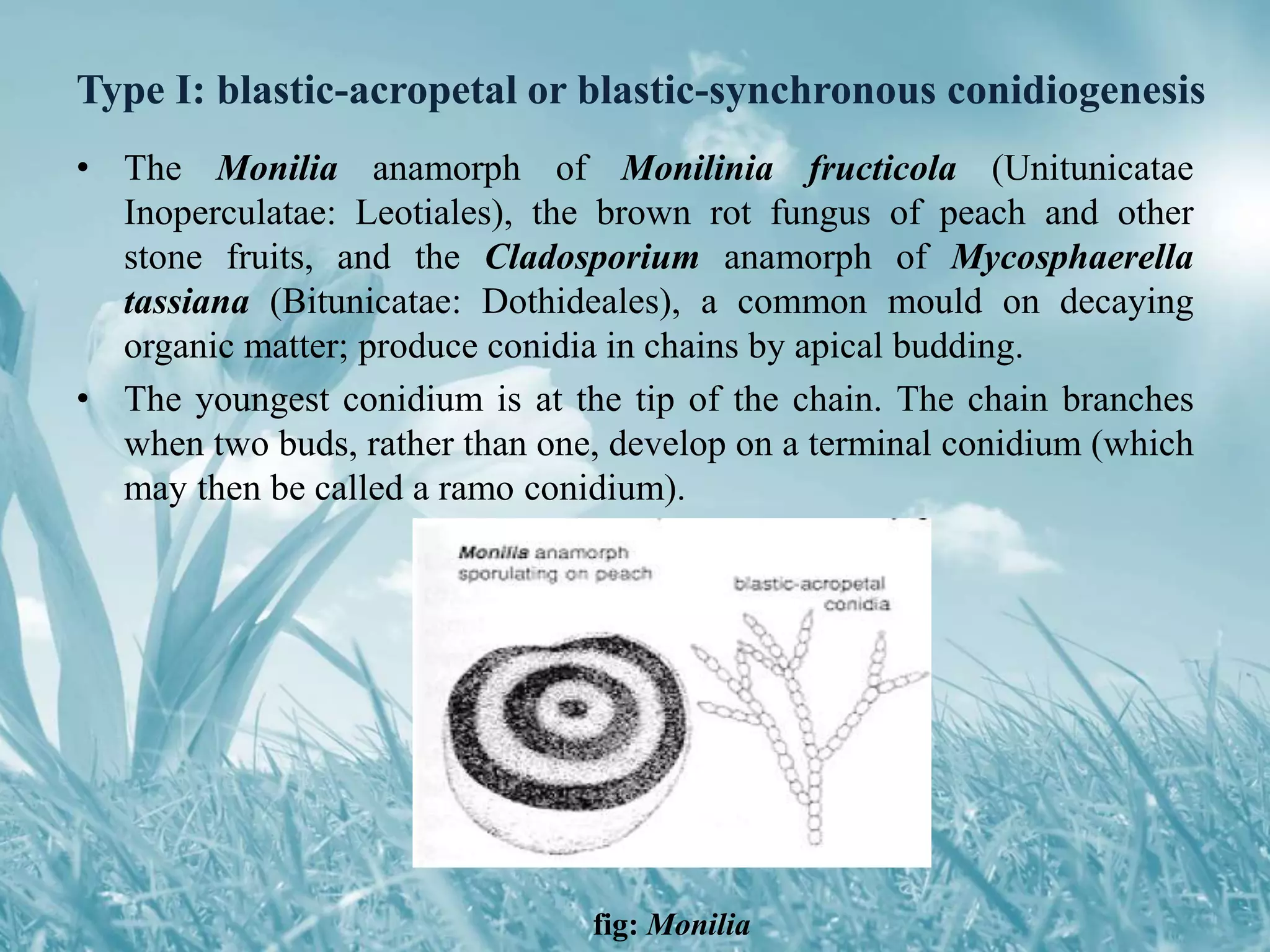 Conidial ontogeny | PPTX