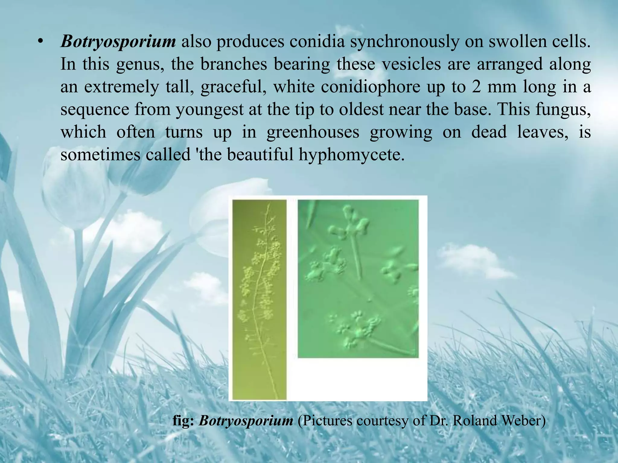 Conidial ontogeny | PPTX