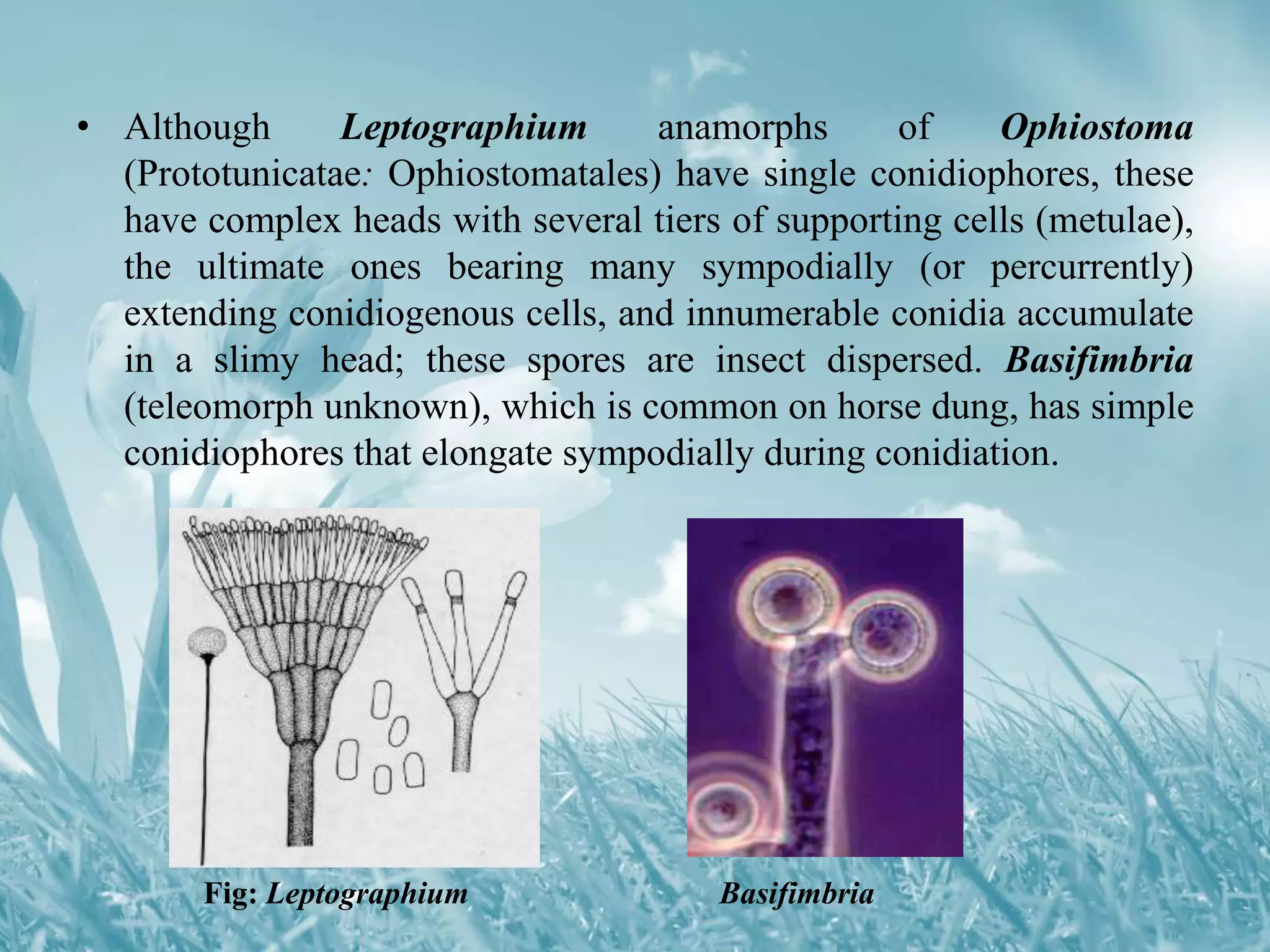 Conidial ontogeny | PPTX