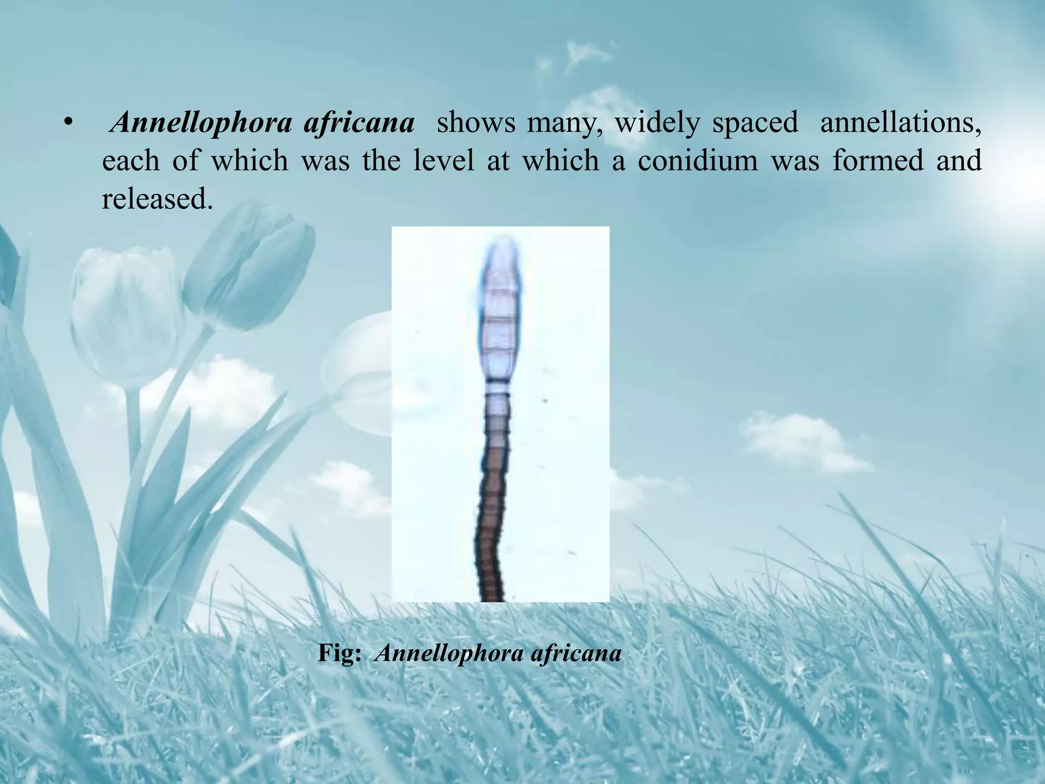 Conidial ontogeny | PPTX