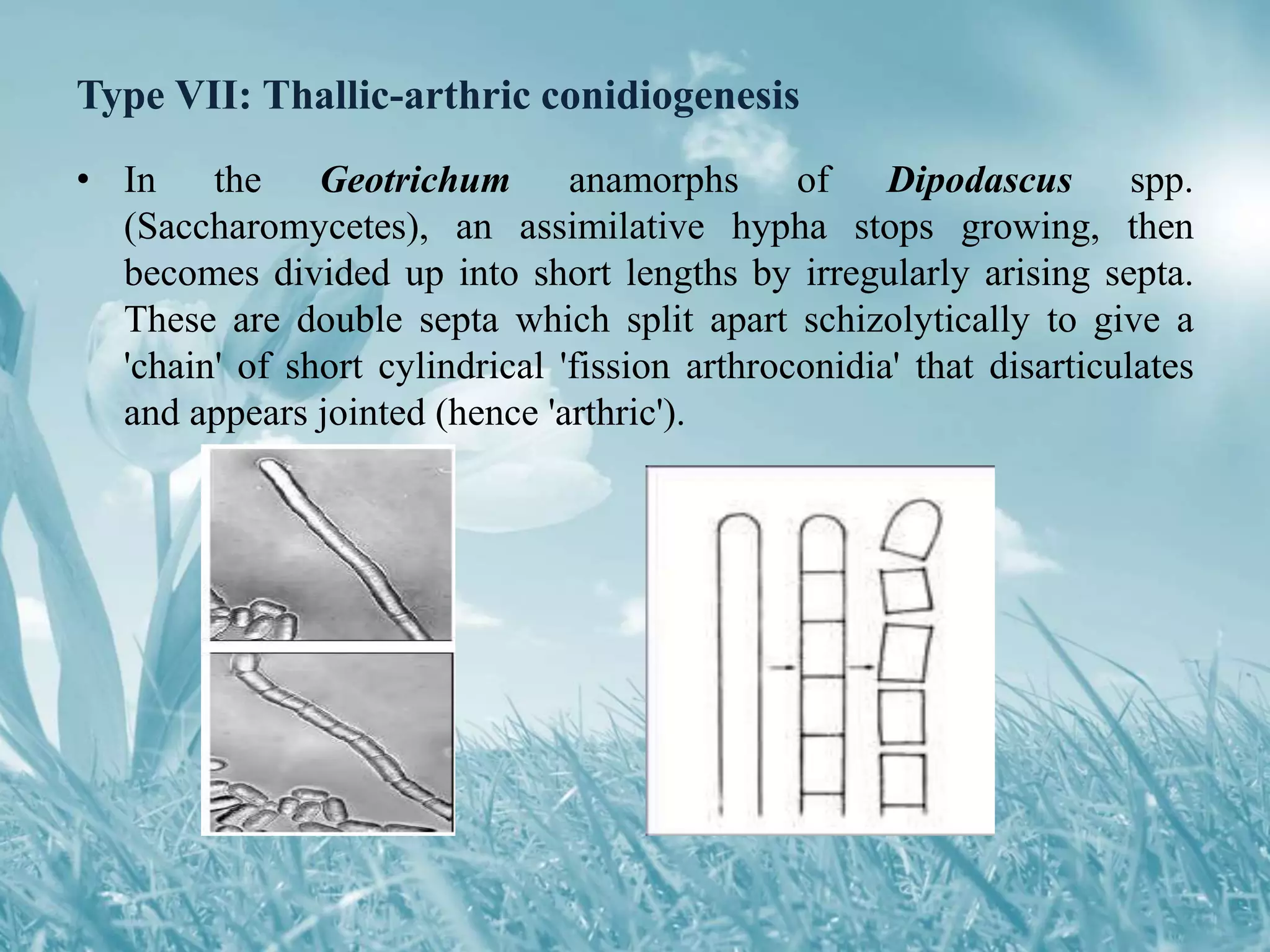 Conidial ontogeny | PPTX