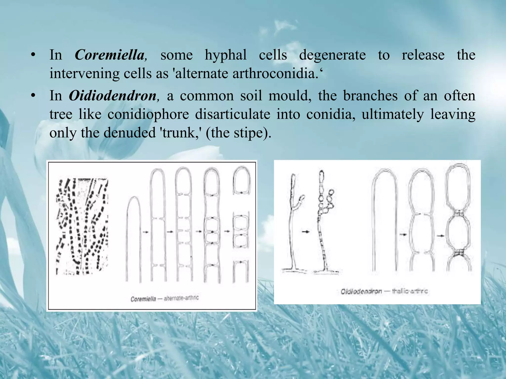 Conidial ontogeny | PPTX