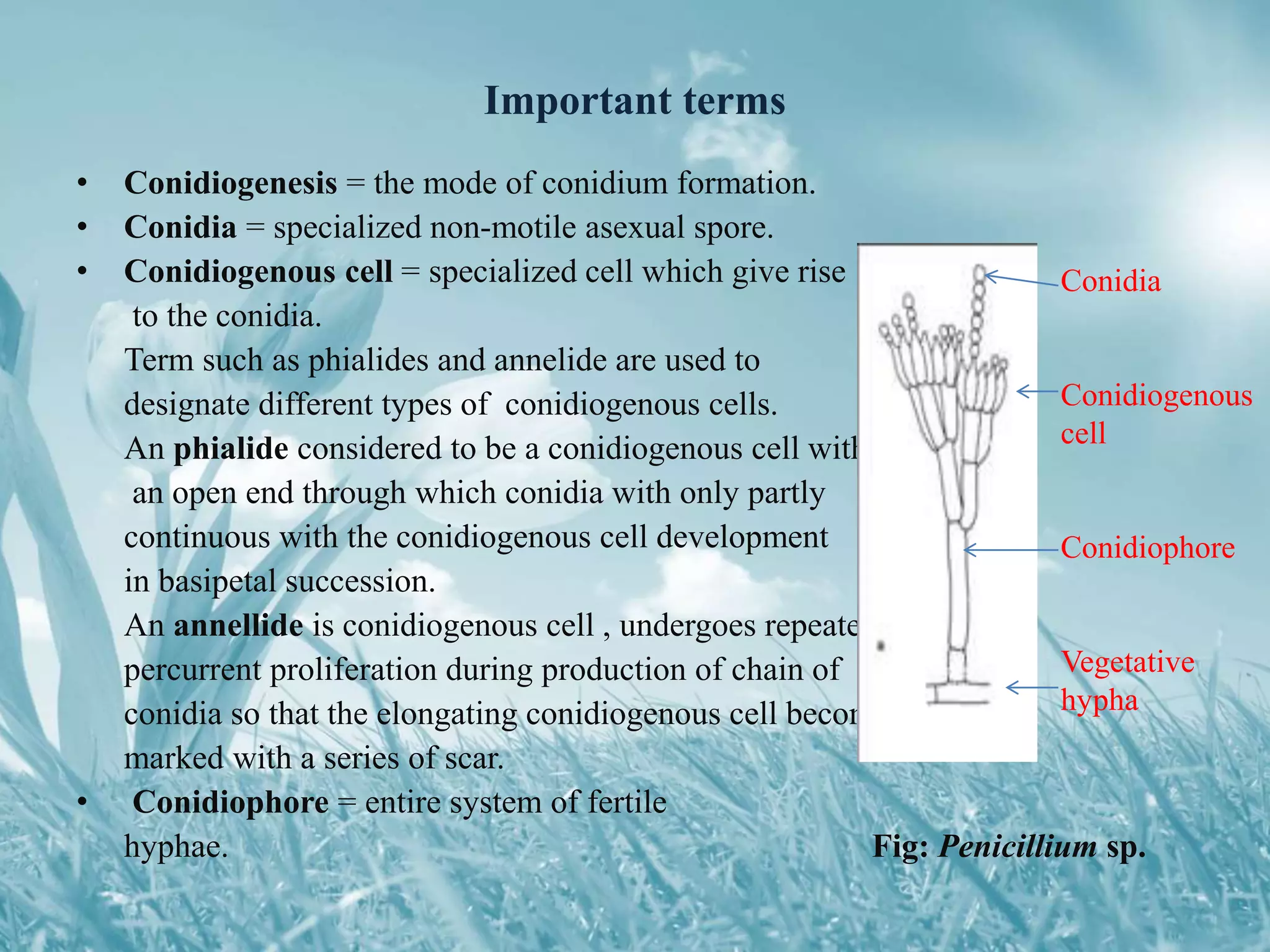 Conidial ontogeny | PPTX | Gardening | Home & Garden
