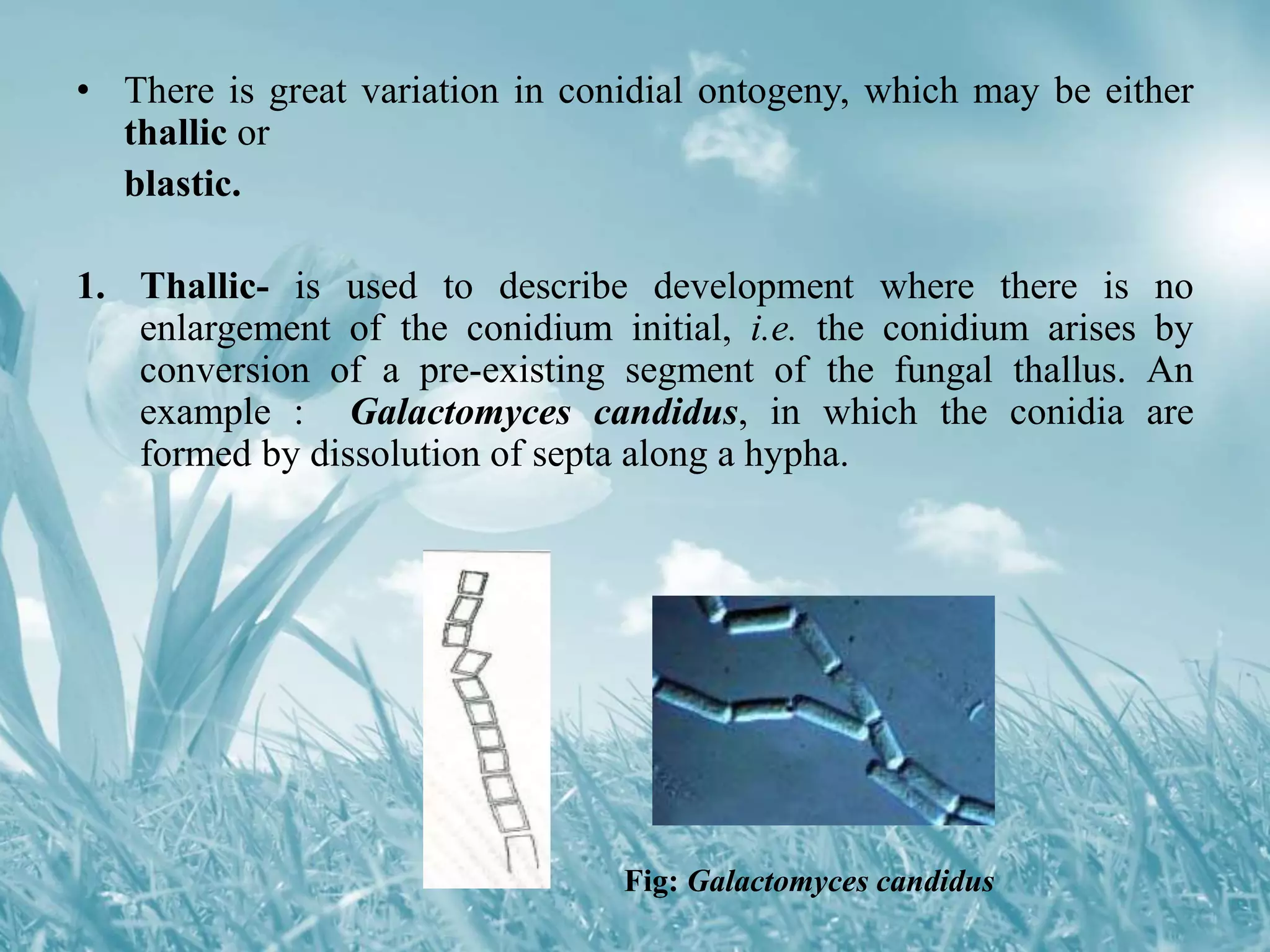 Conidial ontogeny | PPTX