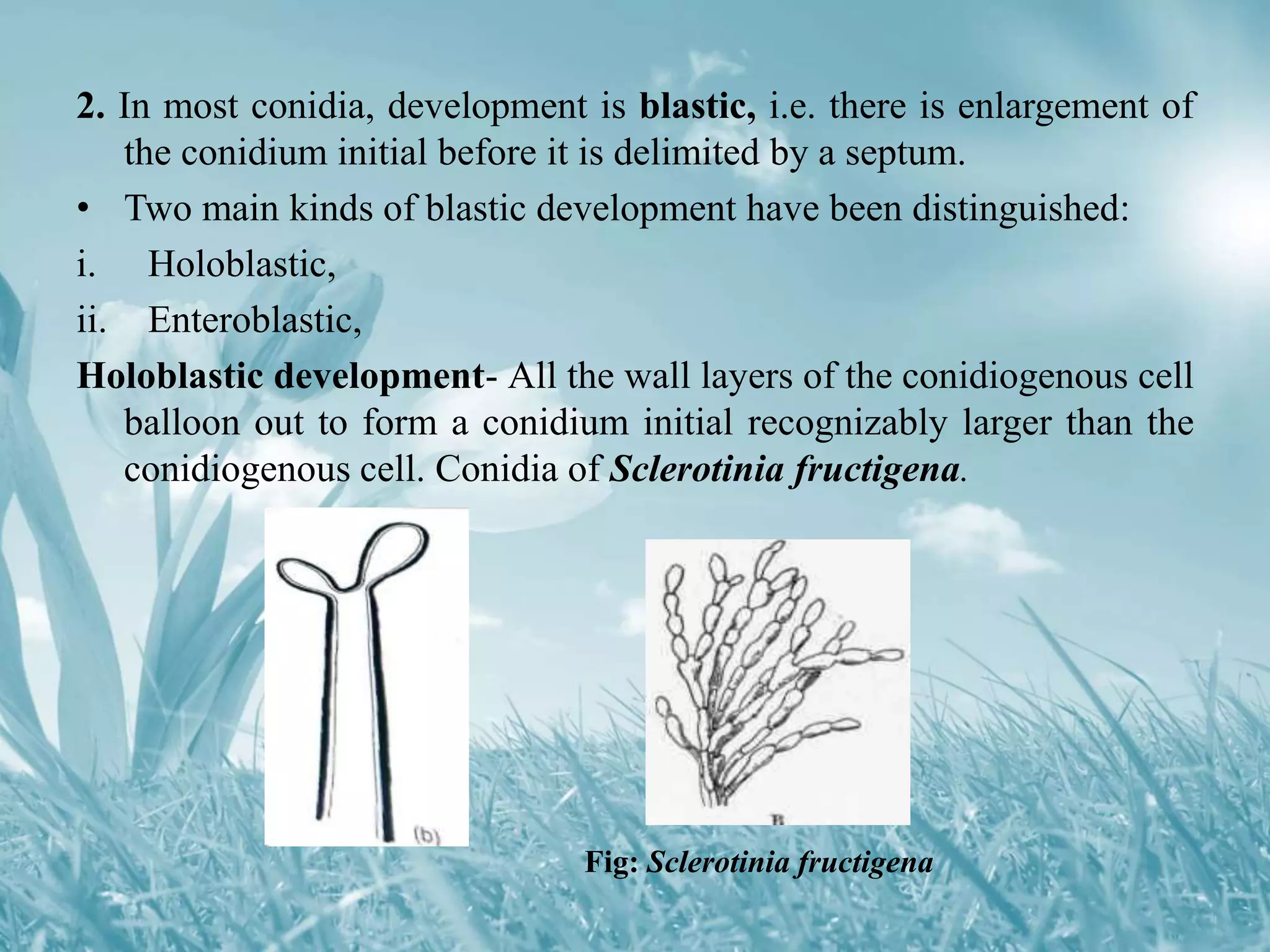 Conidial ontogeny | PPTX