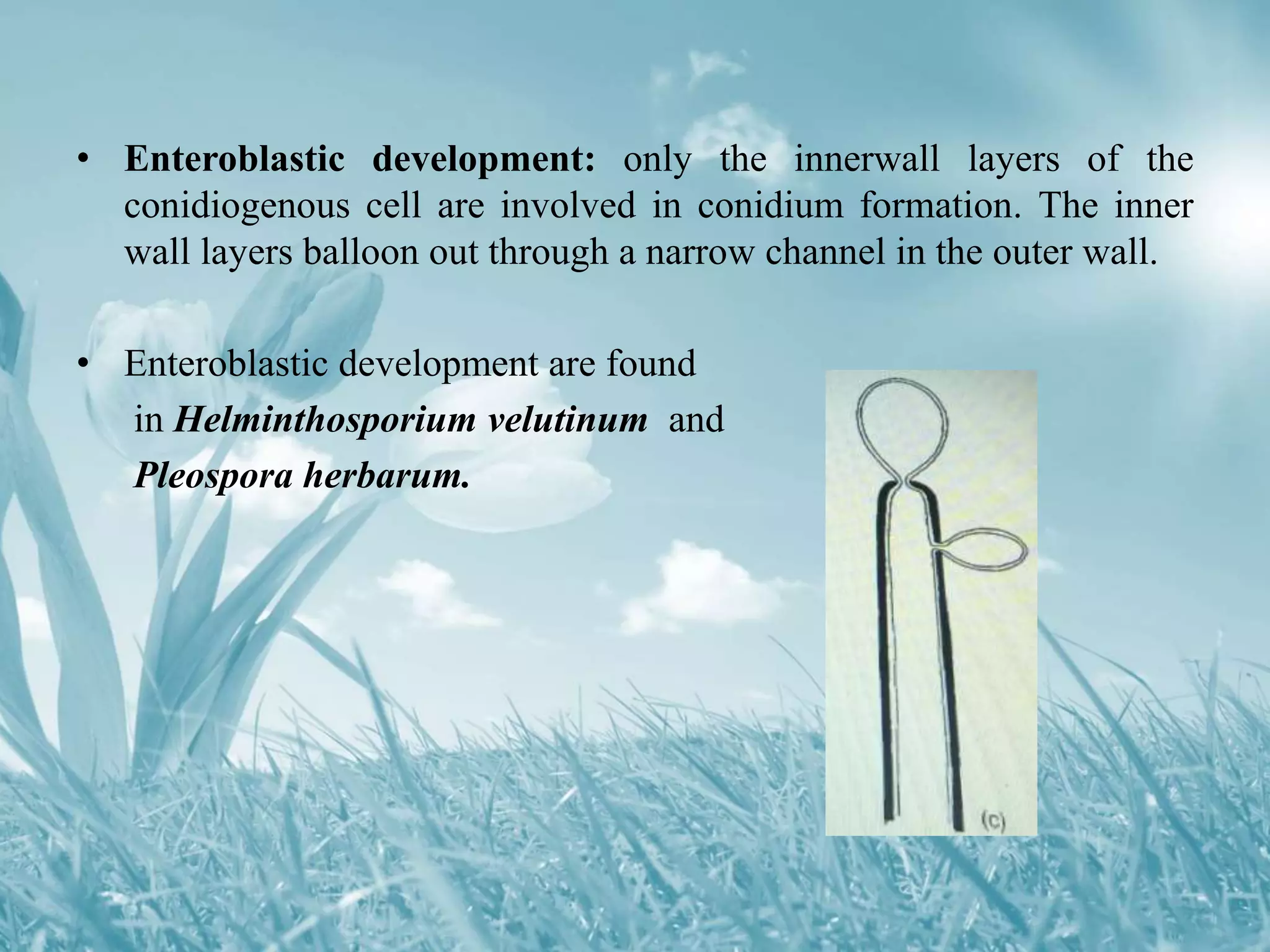 Conidial ontogeny | PPTX