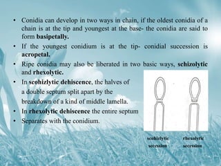 Conidial ontogeny | PPTX